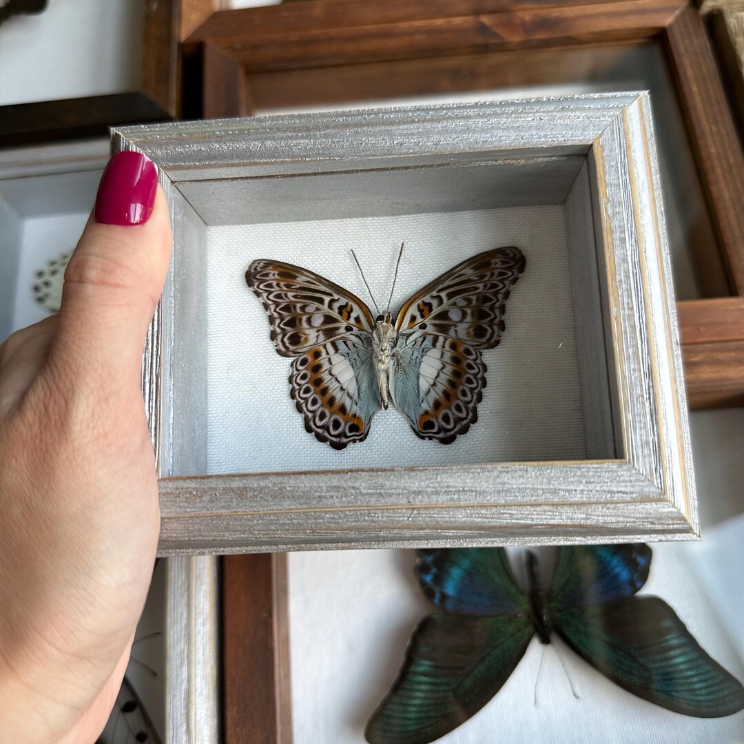 Real Framed Taxidermy Moduza Lymire Tropical Butterfly in Shadow Box ...