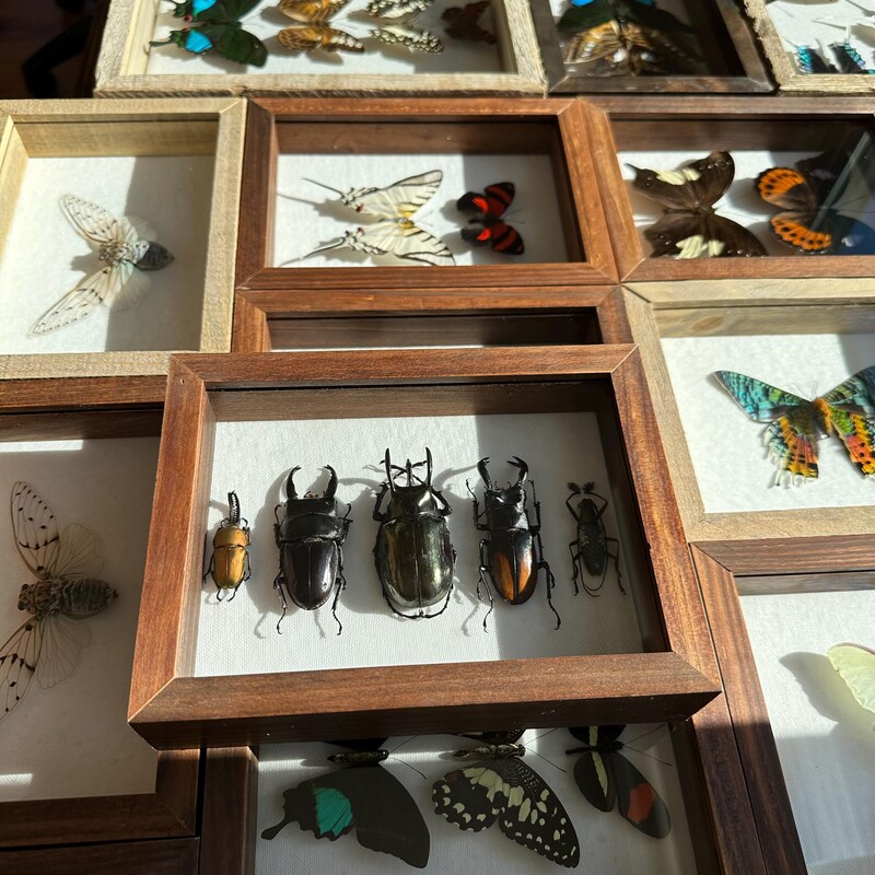 Beetle Collection - Etsy