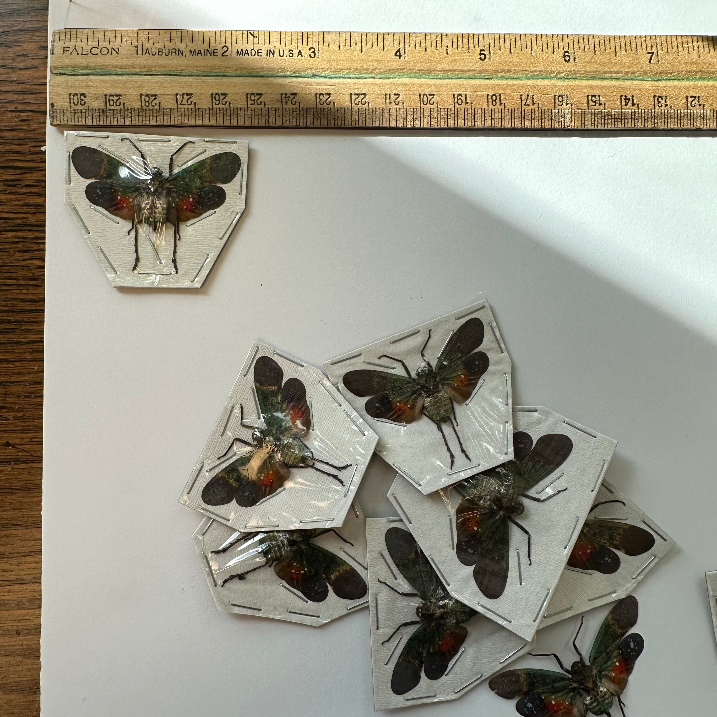 3-24 Penthicodes Farinosa Peleng Green Red Planthopper Wings Open Real ...