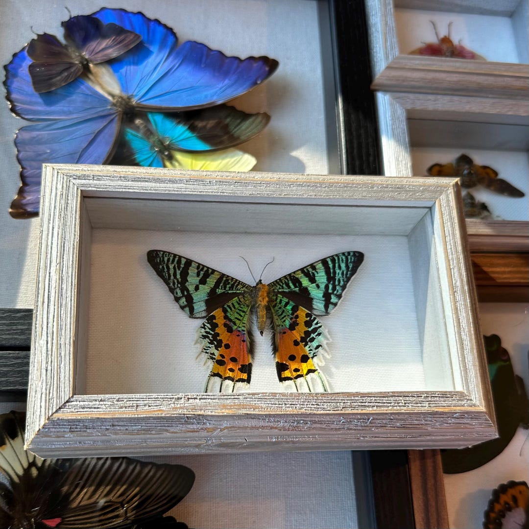 Real Framed Taxidermy Urania Rhipheus Madagascar Sunset Moth in Shadow ...