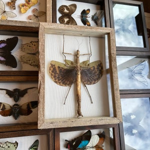 Real Framed Taxidermy Large Phasma Gigas Brown Giant Stick Bug in ...