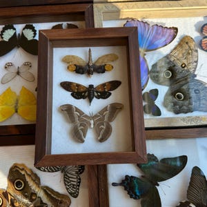 Real Framed Taxidermy Sawtooth Planthopper, Orange Cicada & Samia Silk ...