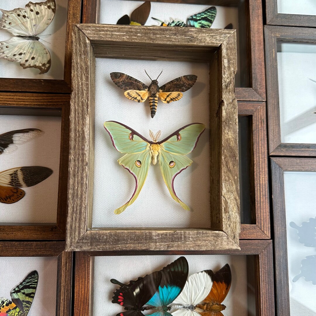 Real Framed Taxidermy Acherontia Styx Deaths Head Hawkmoth and Actias ...