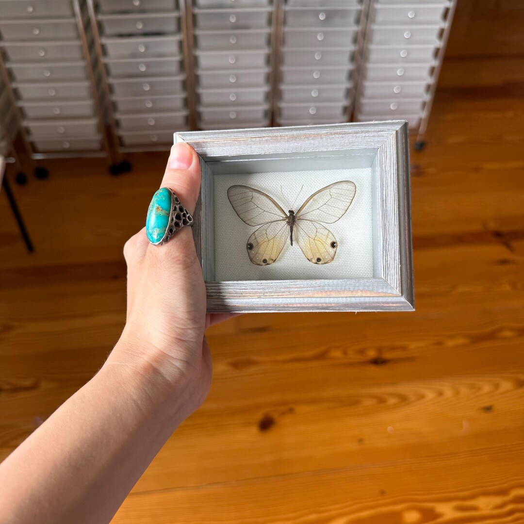 Real Framed Taxidermy Haetera Piera Amber Phantom Yellow Glasswing ...