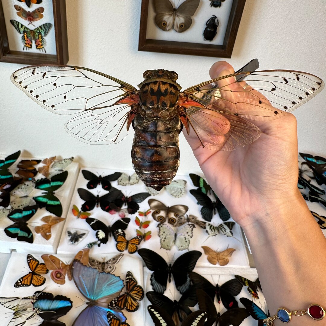 2 Pomponia Intermedia Emperor Cicada Wings Open Real Unframed Unmounted ...