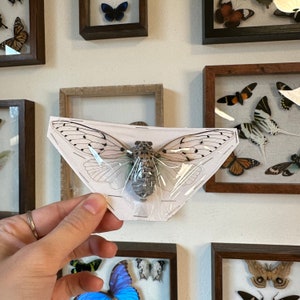 Real Unframed Taxidermy Spread Ayuthia Spectabilis White Ghost Cicada ...
