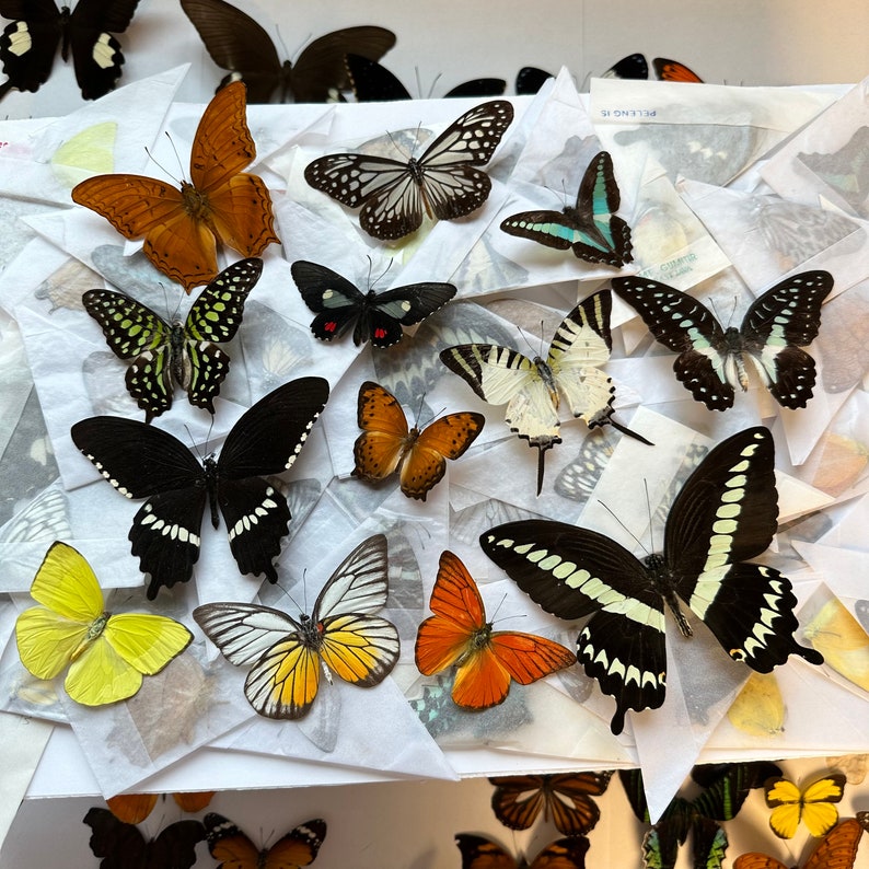 10-100 UNSPREAD RANDOM Butterflies Pack Lot Real Mixed Species Tropical ...