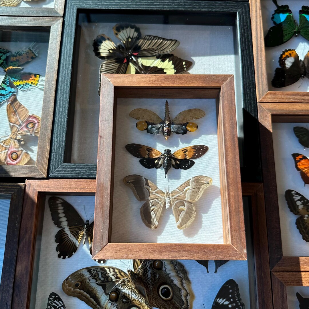 Real Framed Taxidermy Sawtooth Planthopper, Orange Cicada & Samia Silk ...