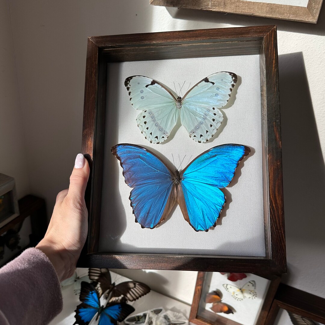 Real Framed Taxidermy Morpho Catenarius White Morpho Butterfly & Morpho ...