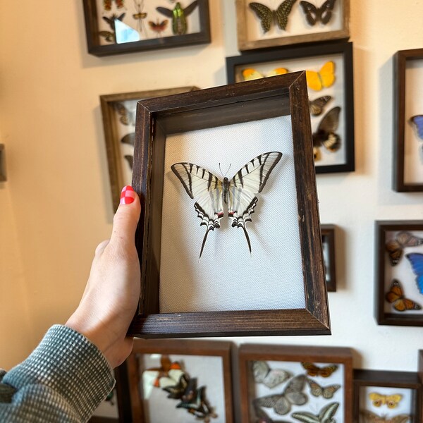 Butterfly Display - Etsy