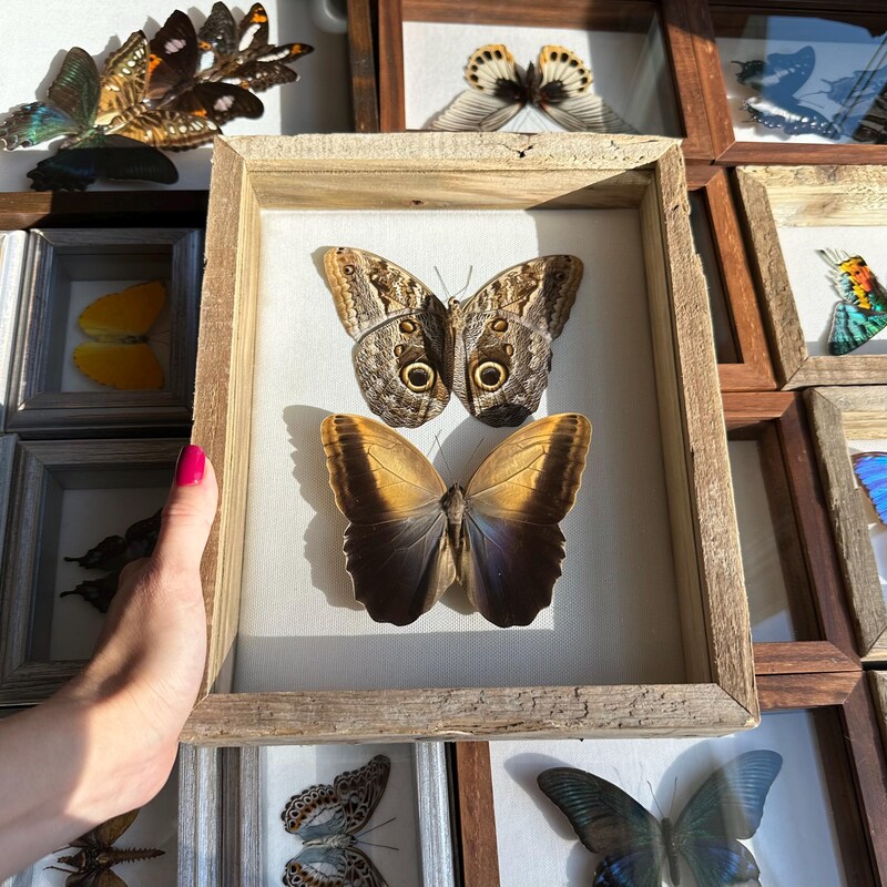 Butterfly Display - Etsy