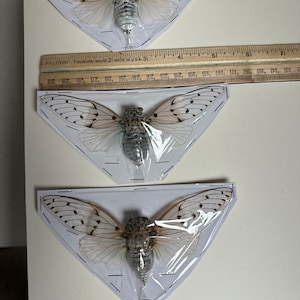 Real Unframed Taxidermy Spread Ayuthia Spectabilis White Ghost Cicada ...