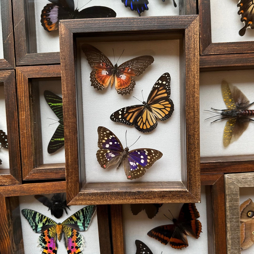 Real Frames Taxidermy Purple Emperor, Danaus Plexippus Monarch ...