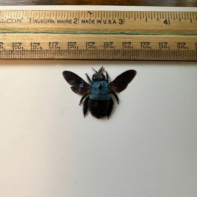 3-12 Xylocopa Caerulea Female Blue Carpenter Bees Wings Open Real ...