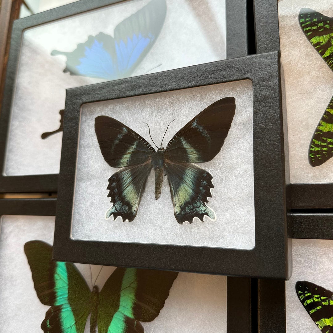 Real Framed Taxidermy Alcides Orontes Blue Zodiac Moth in 4”x5” Riker ...