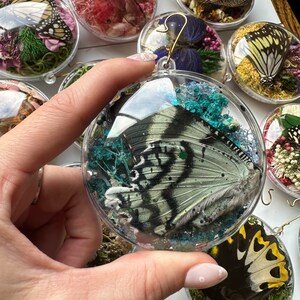 Real Alcides Orontes Blue Zodiac Moth Butterfly Natural Holiday ...