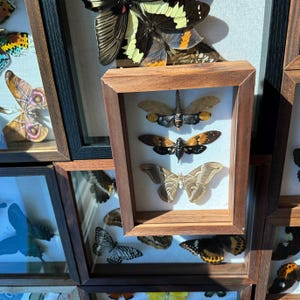 Real Framed Taxidermy Sawtooth Planthopper, Orange Cicada & Samia Silk ...