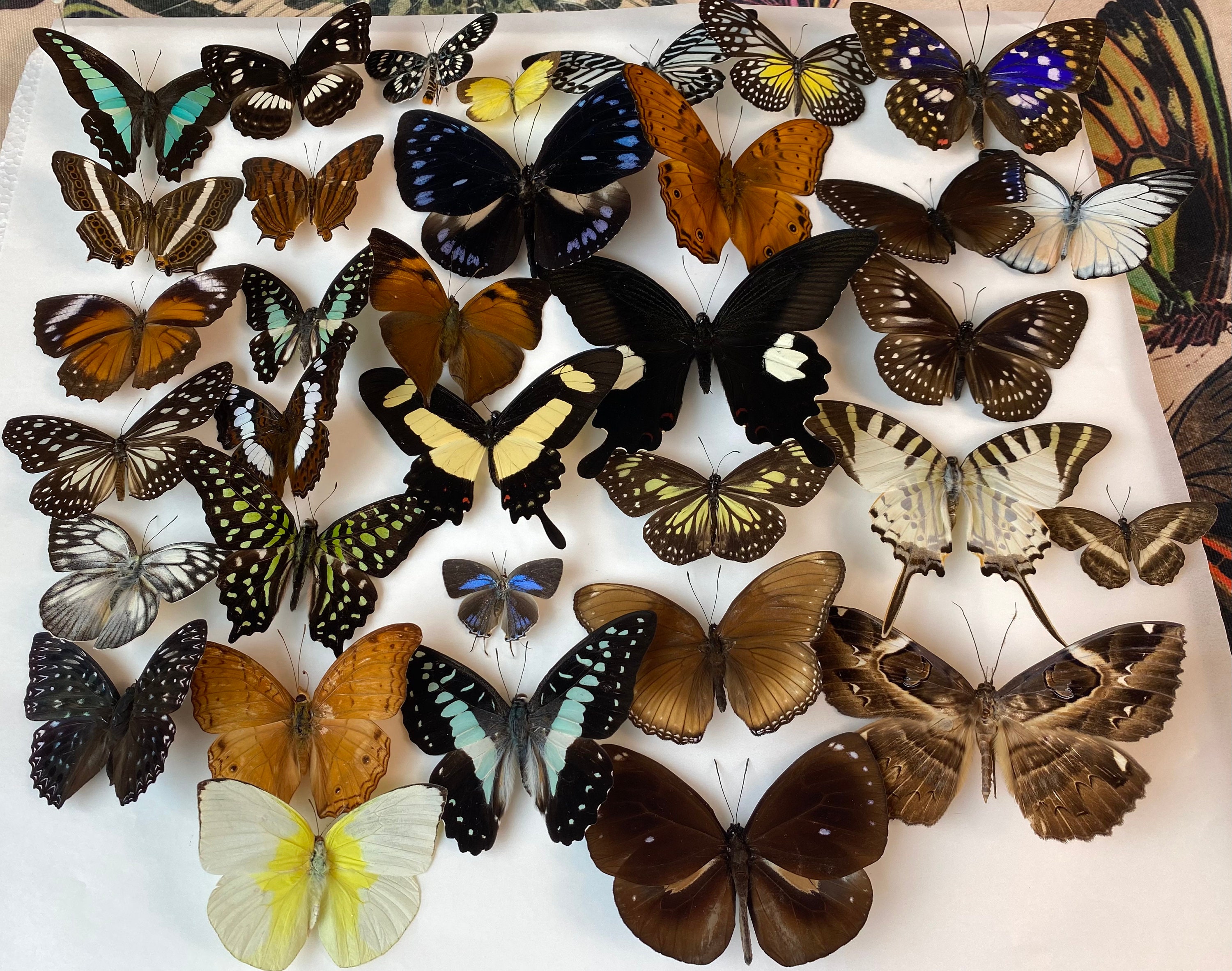 10-100 UNSPREAD RANDOM Butterflies Pack Lot Real Mixed Species - Etsy