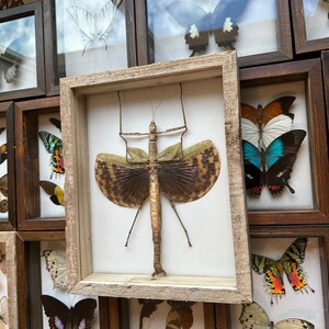 Real Framed Taxidermy Large Phasma Gigas Brown Giant Stick Bug in ...