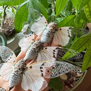 Real Unframed Taxidermy Spread Ayuthia Spectabilis White Ghost Cicada ...