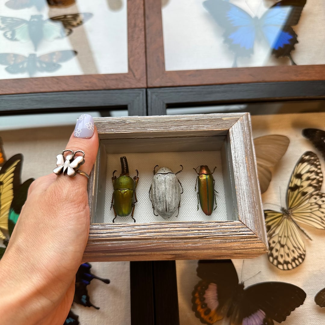 Real Framed Taxidermy Beetle Collection Chrysochroa Aurora Jewel Beetle ...