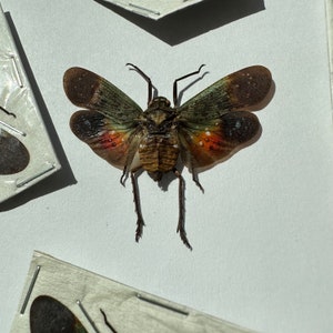 3-24 Penthicodes Farinosa Peleng Green Red Planthopper Wings Open Real ...