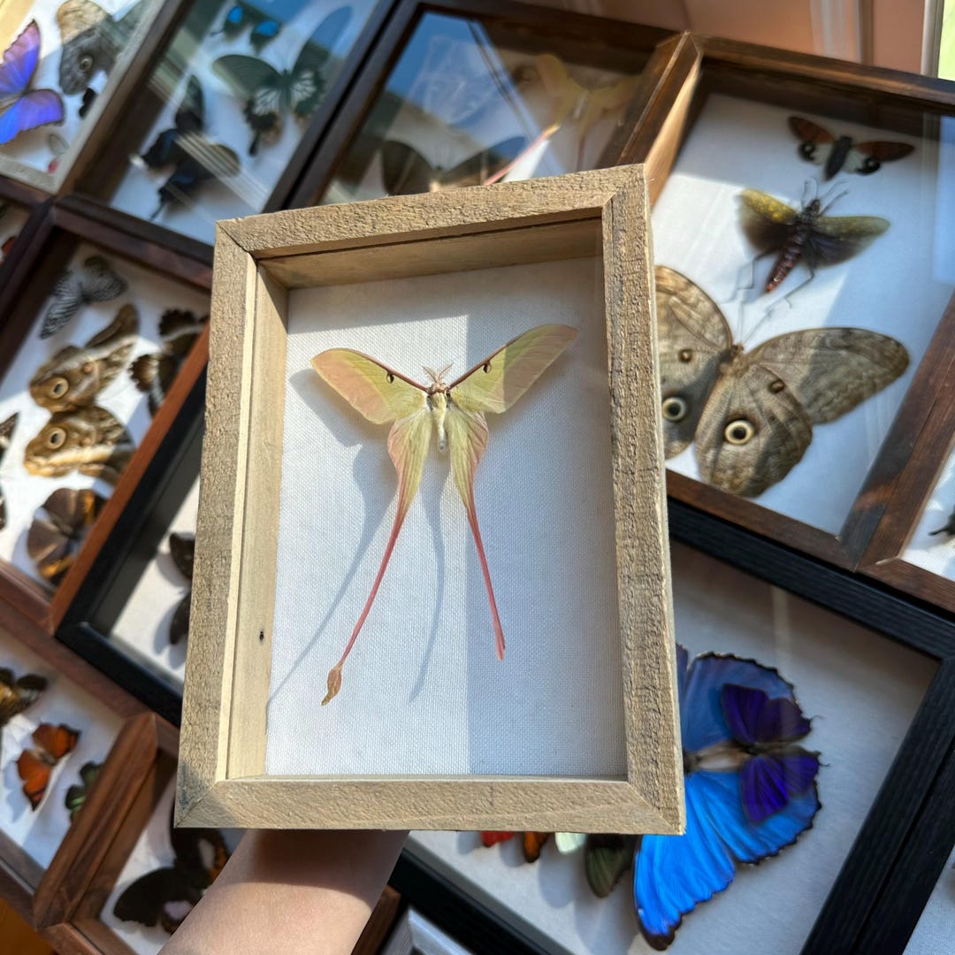 Real Framed Taxidermy Imperfect Male Actias Dubernardi Chinese Moon ...