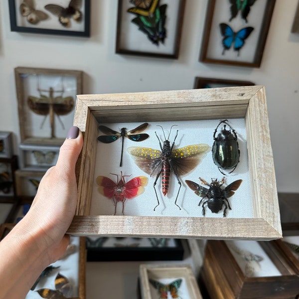 Insect Collection - Etsy