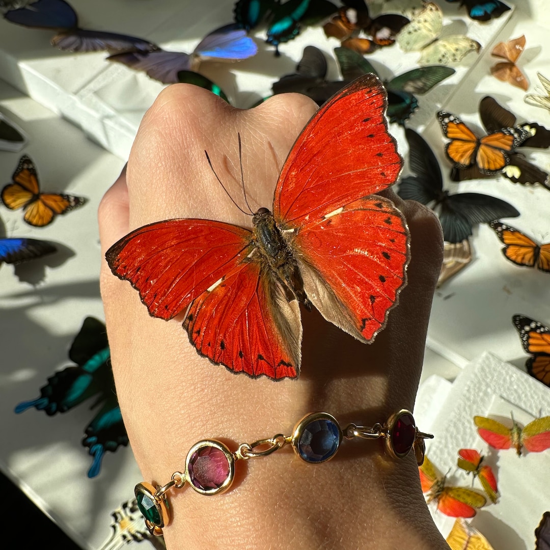 3-24 Cymothoe Excelsa Red African Butterflies Unmounted - Etsy