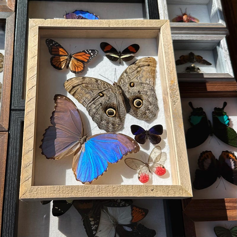 Peruvian Butterflies - Etsy