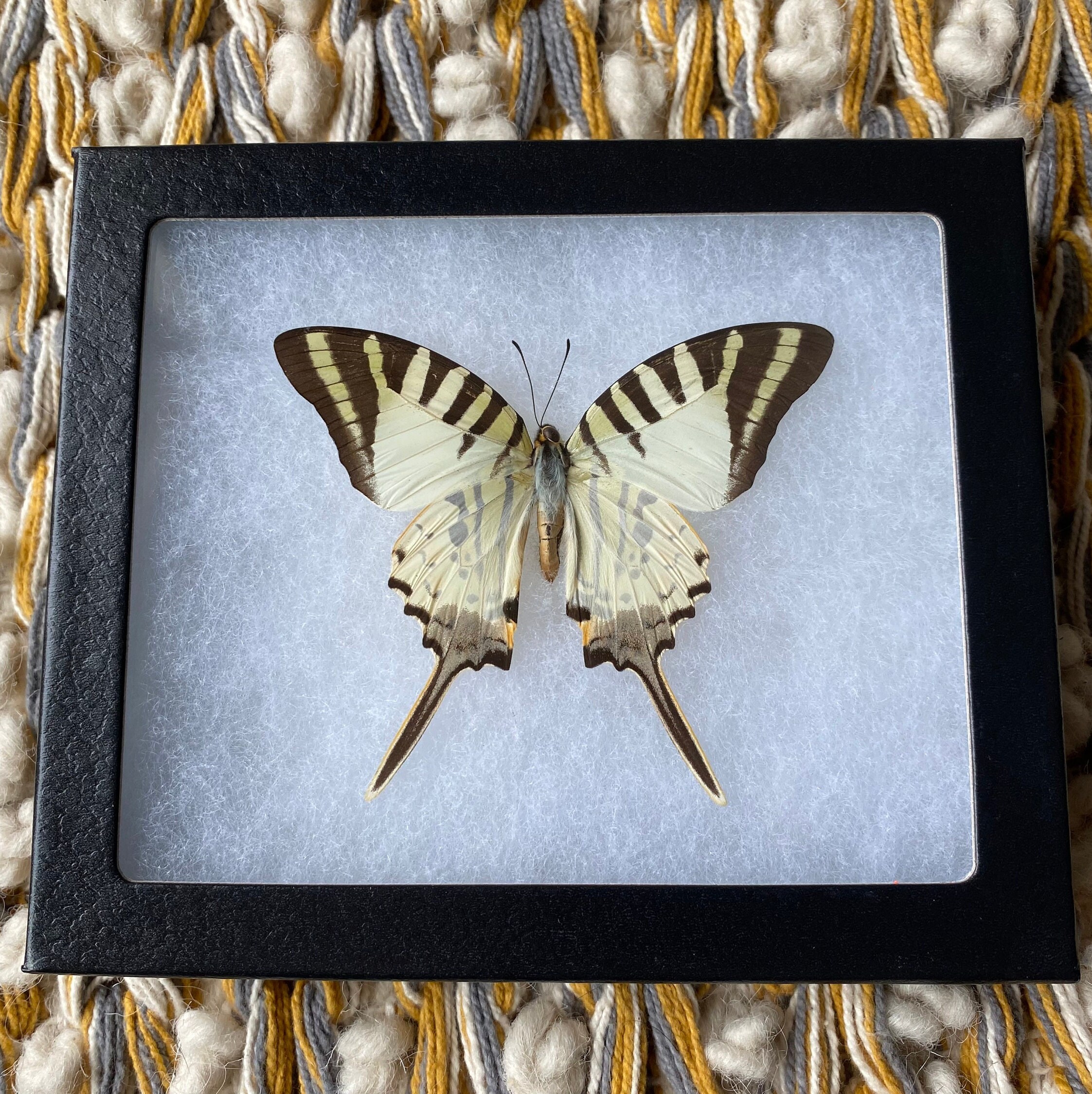 natural Real Framed Taxidermy swallowtail Butterfly in Riker Mount ...