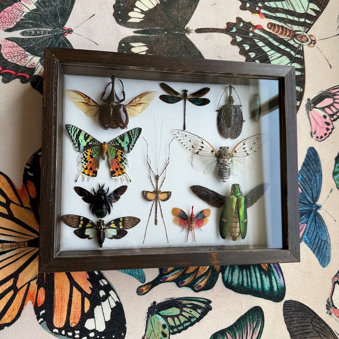 Real Taxidermy Bug Box Insect Collection Display in Shadow Box ...
