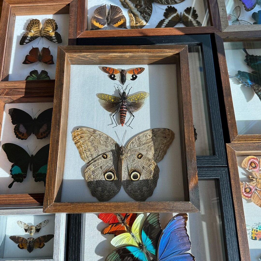 Real Framed Taxidermy Caligo Giant Owl Butterfly, Orange Cicada and ...