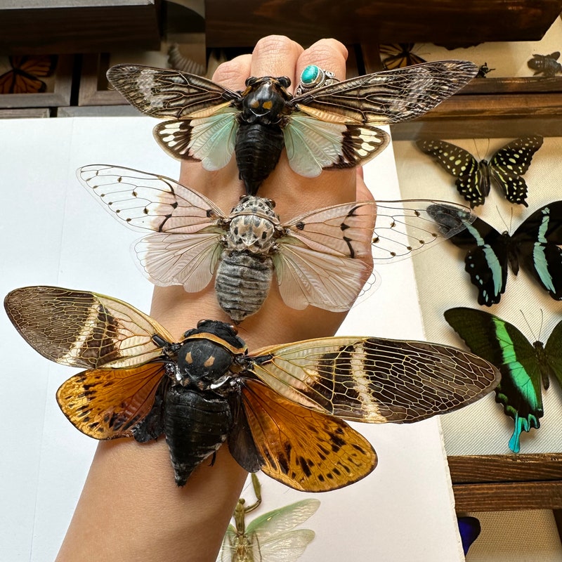 Cicada Wings - Etsy