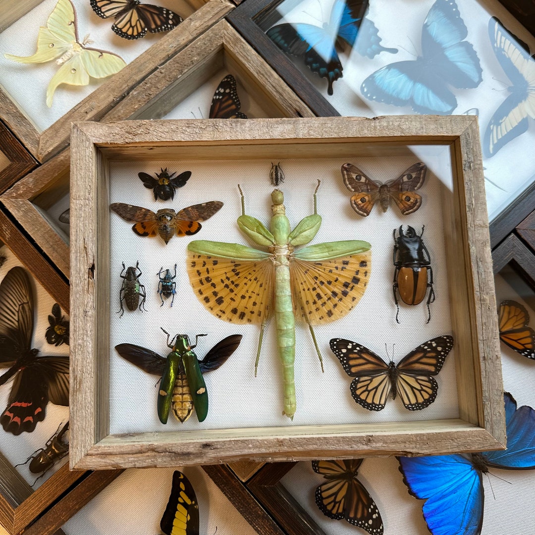 Real Taxidermy Bug Box Insect Collection Display in Shadow Box Danaus ...