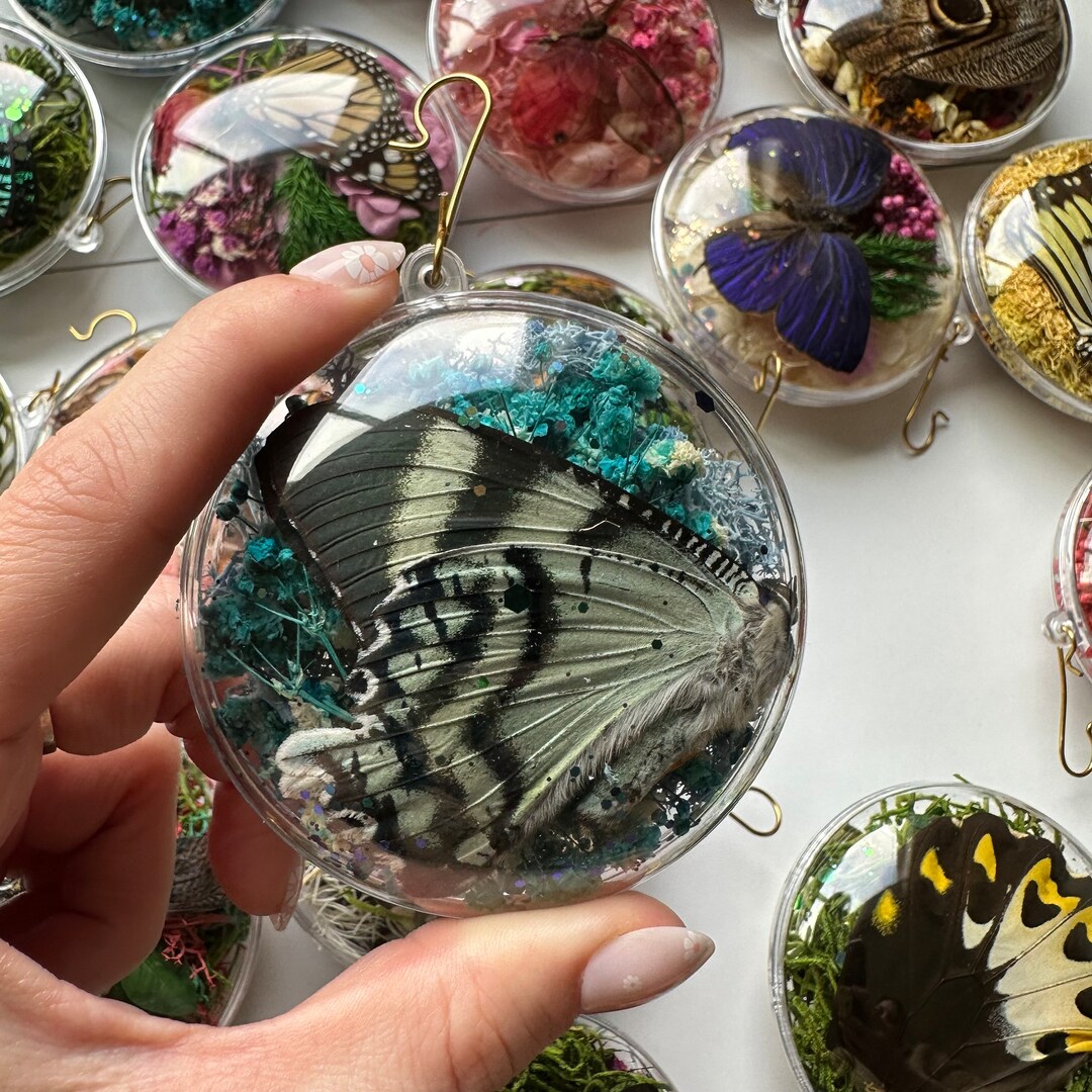 Real Alcides Orontes Blue Zodiac Moth Butterfly Natural Holiday ...