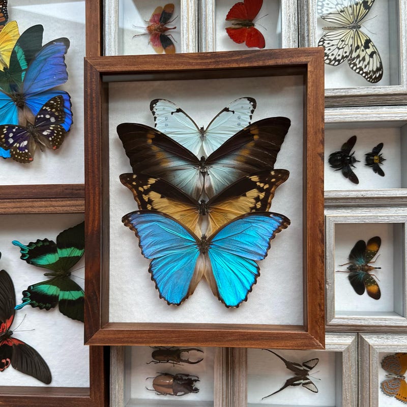 Butterfly Display - Etsy