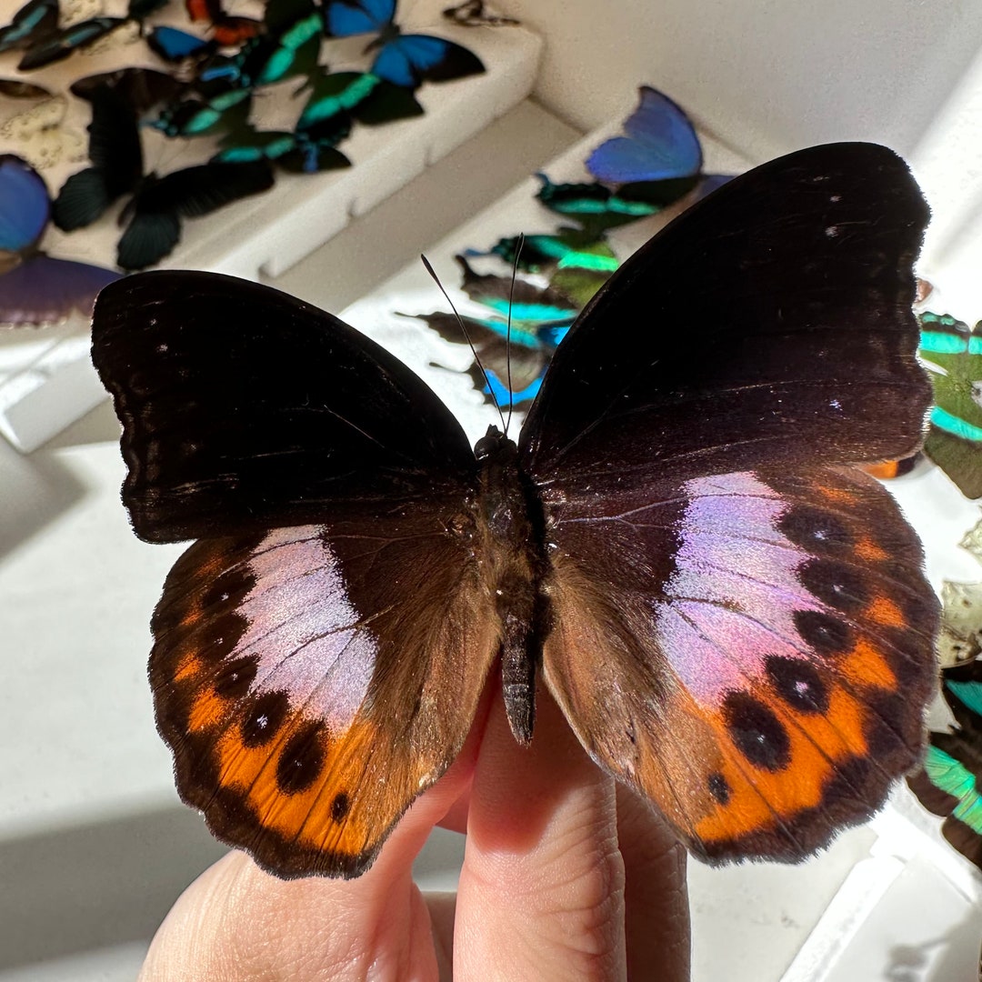 2-16 Hypolimnas Pandarus Orange Purple Eggfly Real Butterflies ...