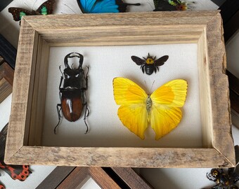 Carpenter Bee Box - Etsy