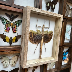 Real Framed Taxidermy Large Phasma Gigas Brown Giant Stick Bug in ...
