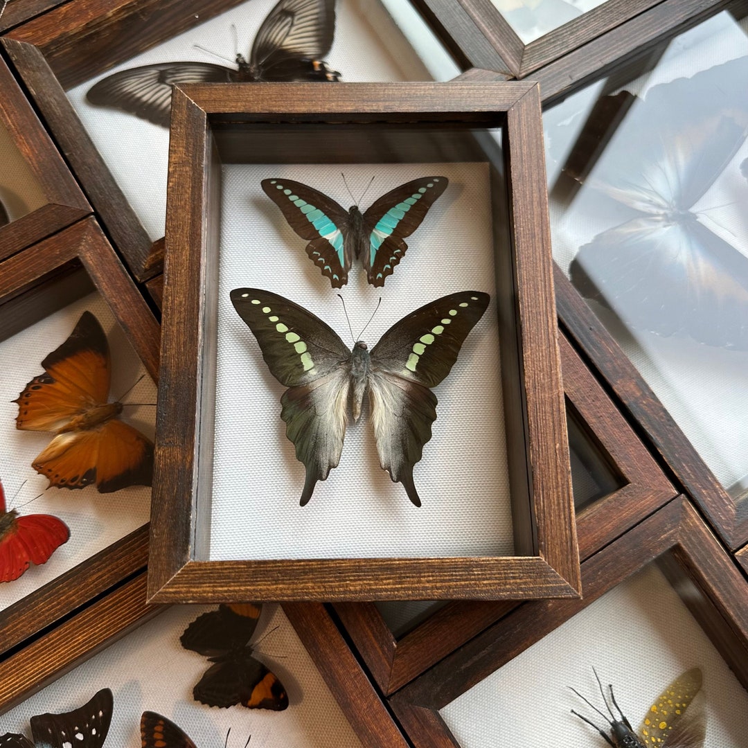 Real Framed Taxidermy Graphium Sarpedon Bluebottle & Graphium Cordus ...