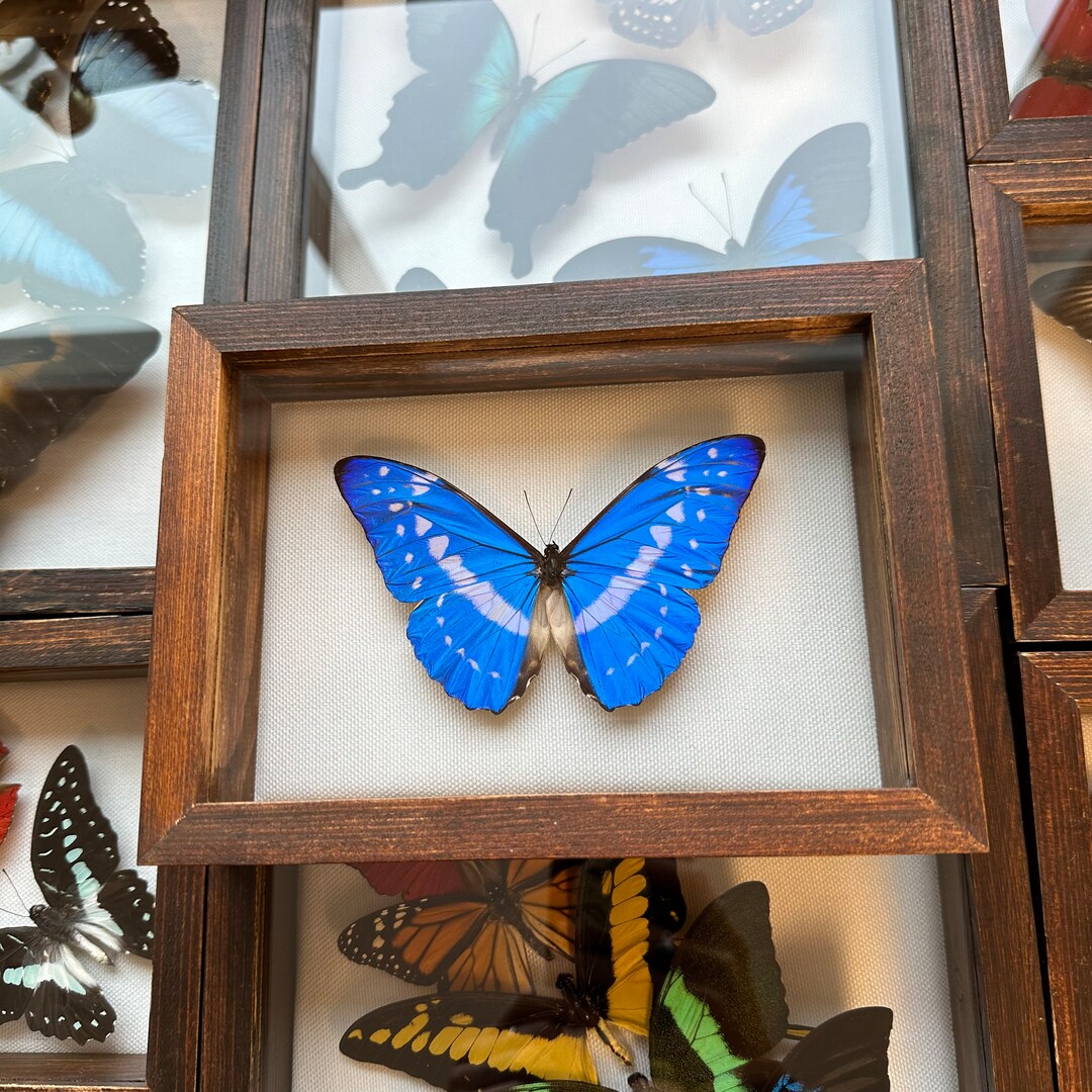 Real Framed Taxidermy Blue Morpho Cypris Tropical Morpho Butterfly in ...