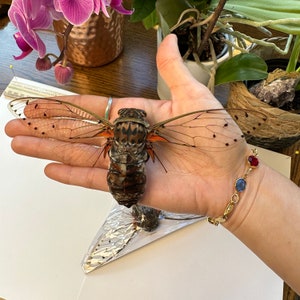 2 Pomponia Intermedia Emperor Cicada Wings Open Real Unframed Unmounted ...