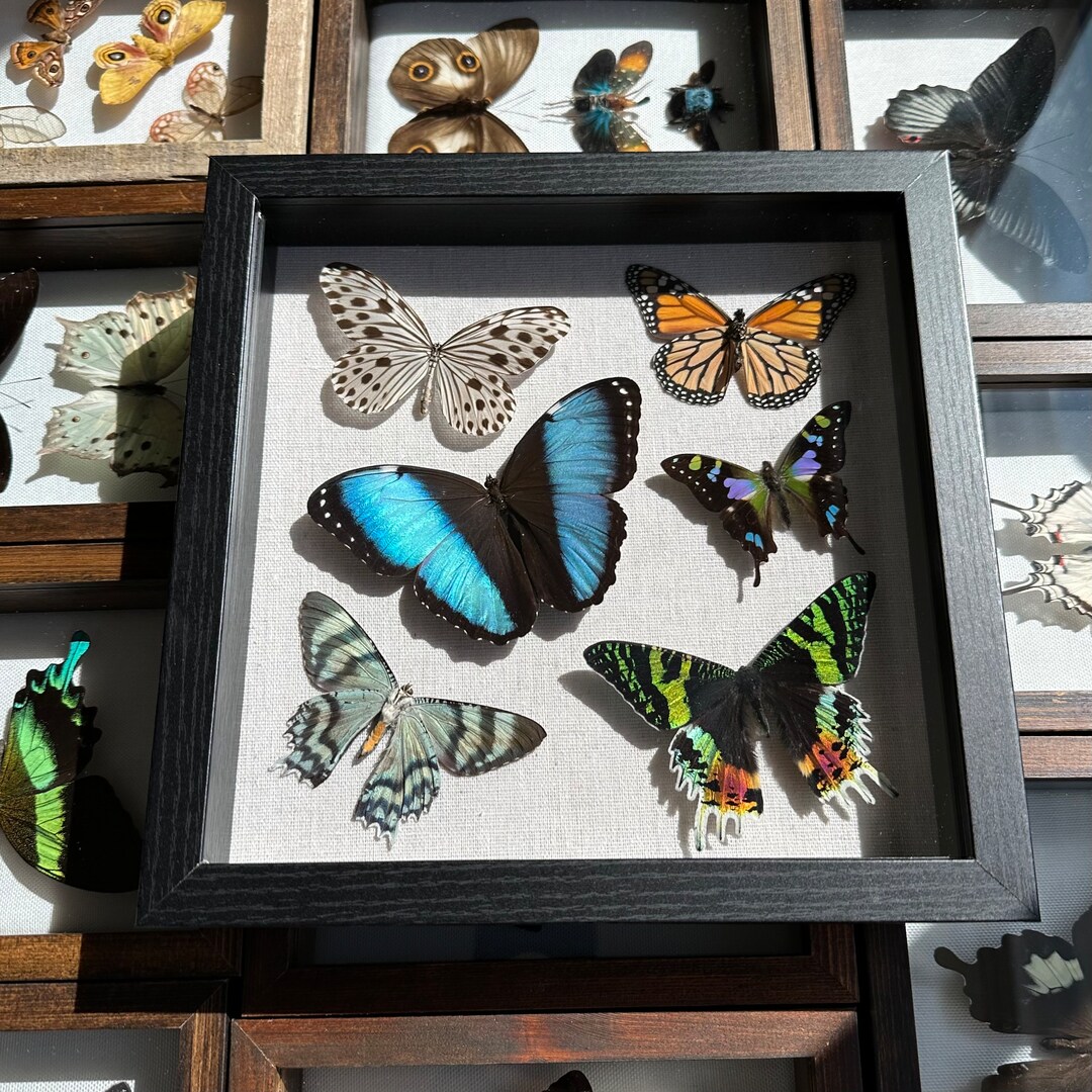 Real Framed Taxidermy Morpho Achilles, Monarch, Graphium Weiskei Purple ...