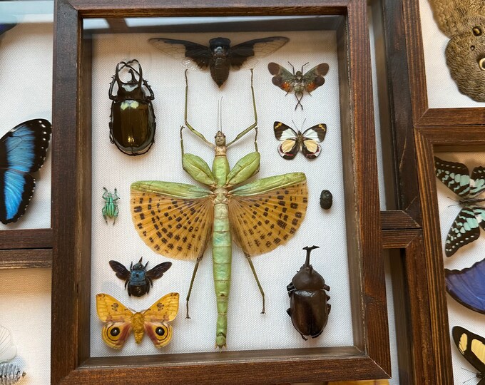 Real Taxidermy Bug Box Insect Collection Display in Shadow Box- Delias ...