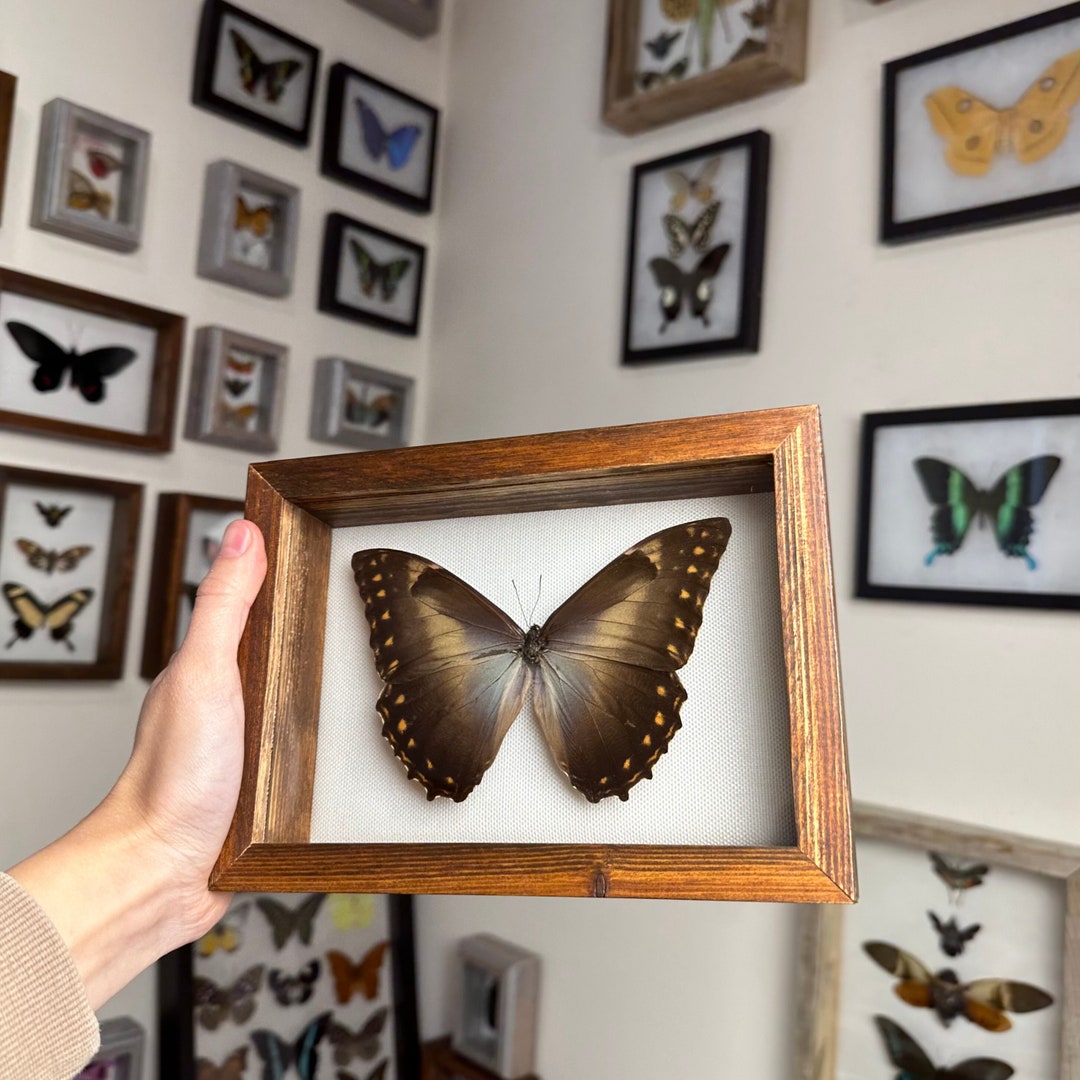 Real Taxidermy Morpho Telemachus Brown Grey Orange Morpho Butterfly in ...
