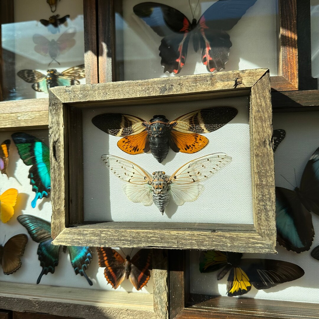 Real Framed Taxidermy Cicadas in Shadow Box- Angamiana Floridula ...