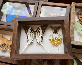 Insect Collection Box - Etsy