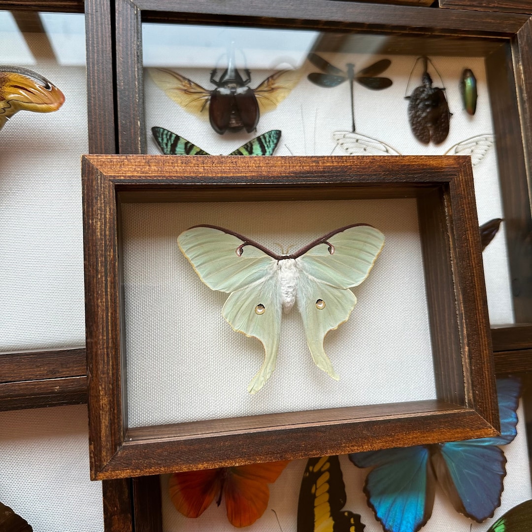 Real Framed Taxidermy Actias Luna Moth Display American Moon Moth ...