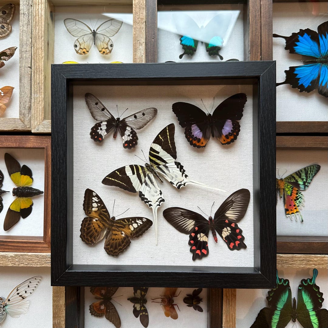 Real Framed Taxidermy Tropical Butterflies in Shadow Box- Graphium ...